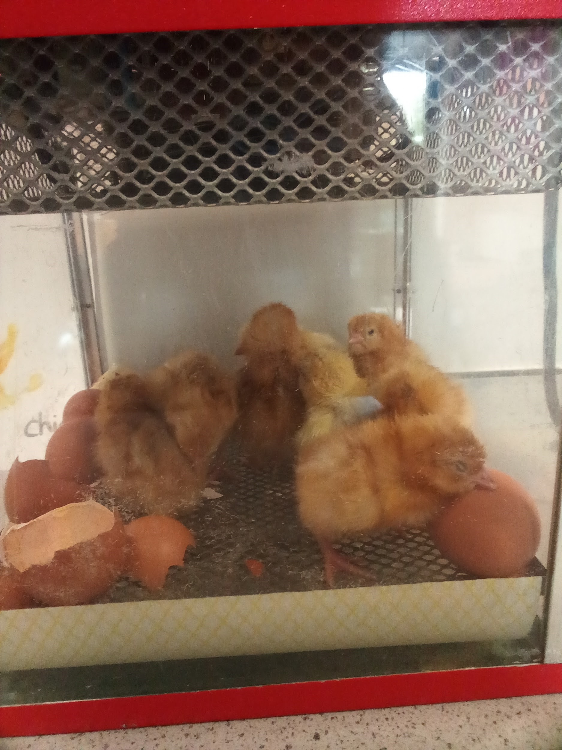 Chicks in Nursery - Great Coates Primary Academy