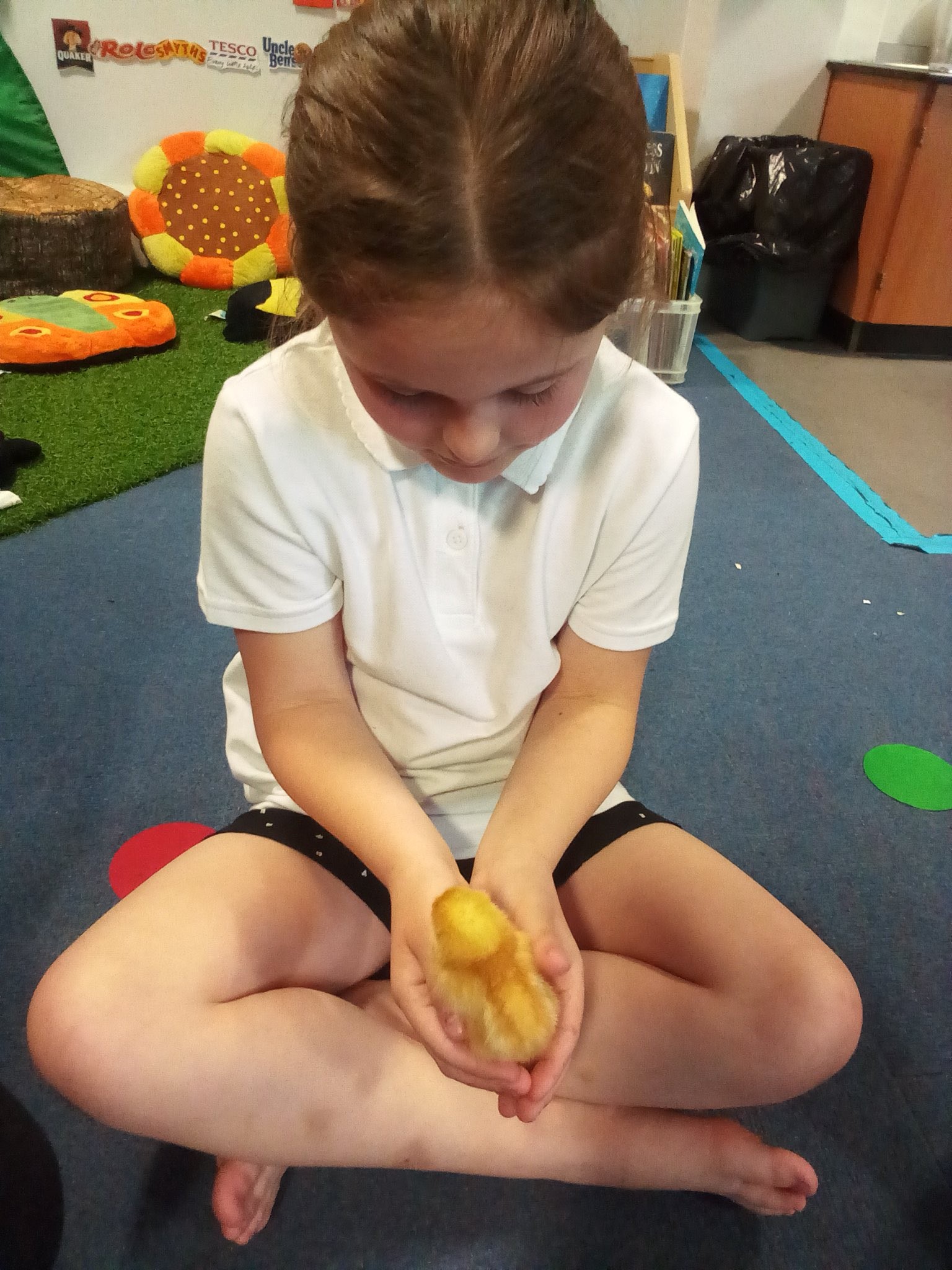 Chicks in Nursery - Great Coates Primary Academy